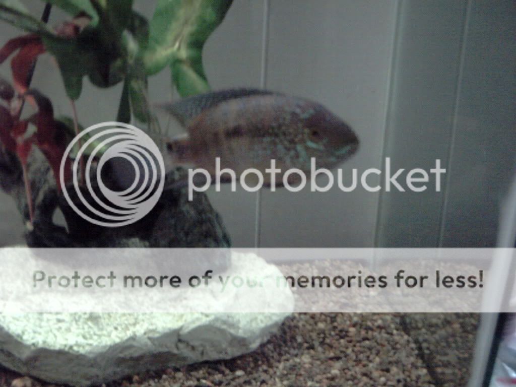 Is this JD Male or Female??? | Cichlid Fish Forum