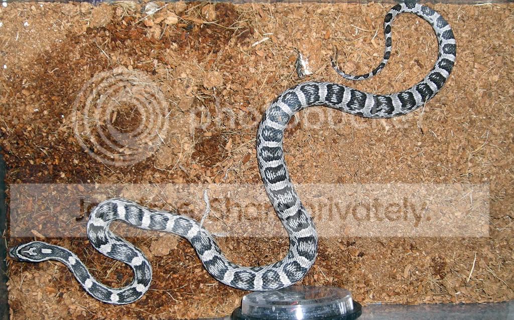 P. guttatus: Duda de fase y problema añadido! | Fauna Exótica