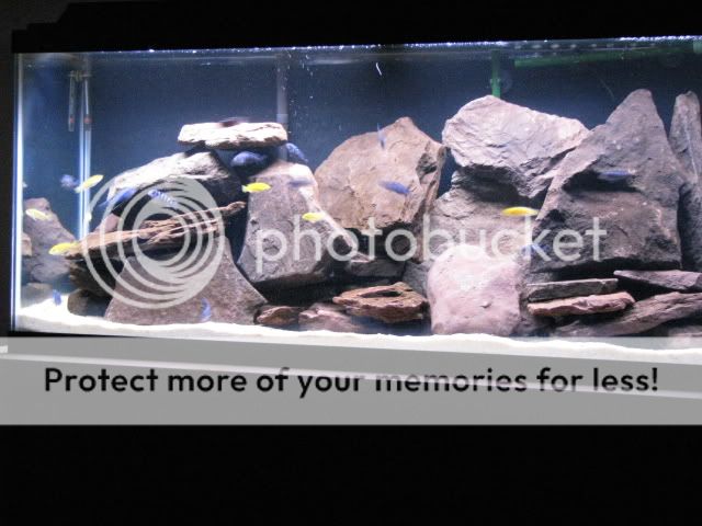 My new 55 Gallon Demasoni and Yellow Lab Colony | Cichlid Fish Forum