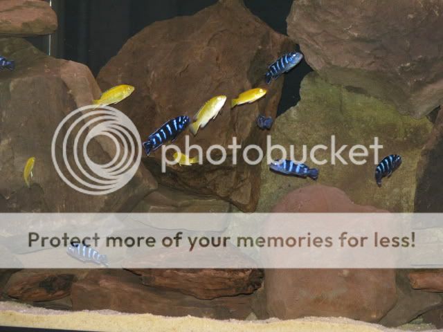 My new 55 Gallon Demasoni and Yellow Lab Colony | Cichlid Fish Forum