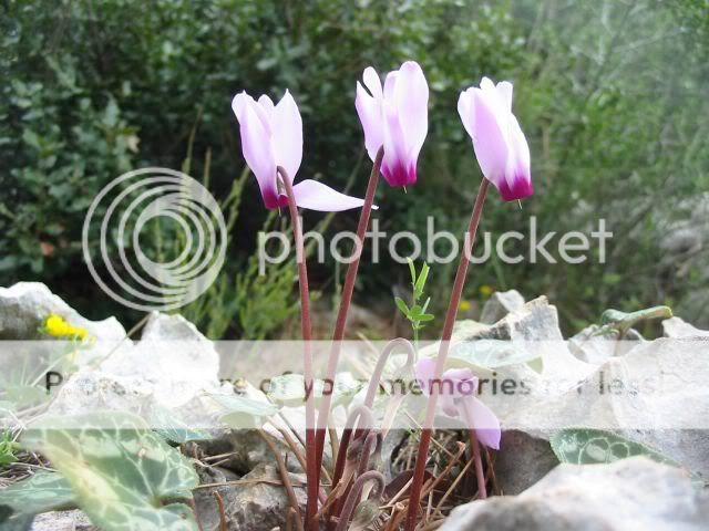 Sirija - Kelionių fotoreportažai - Forumas