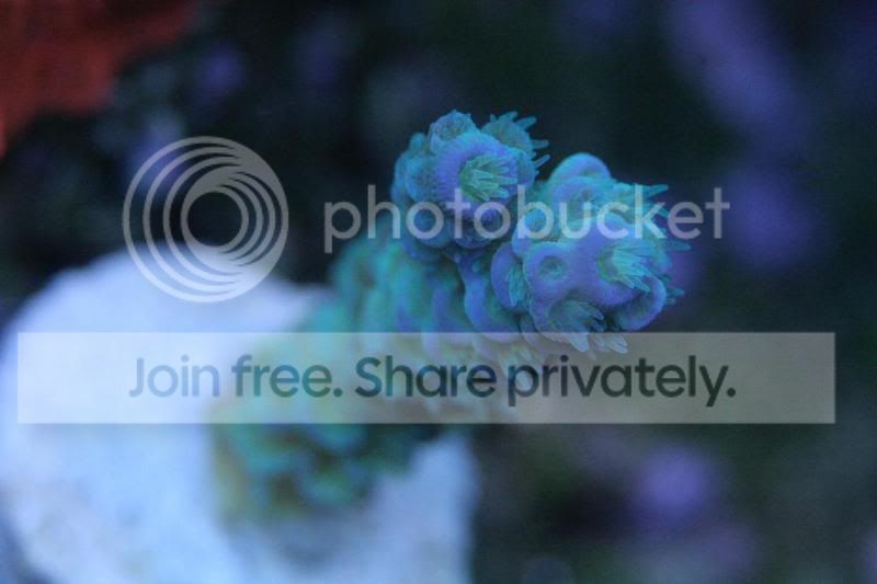 Blue SPS with Blue Light? | Reef2Reef