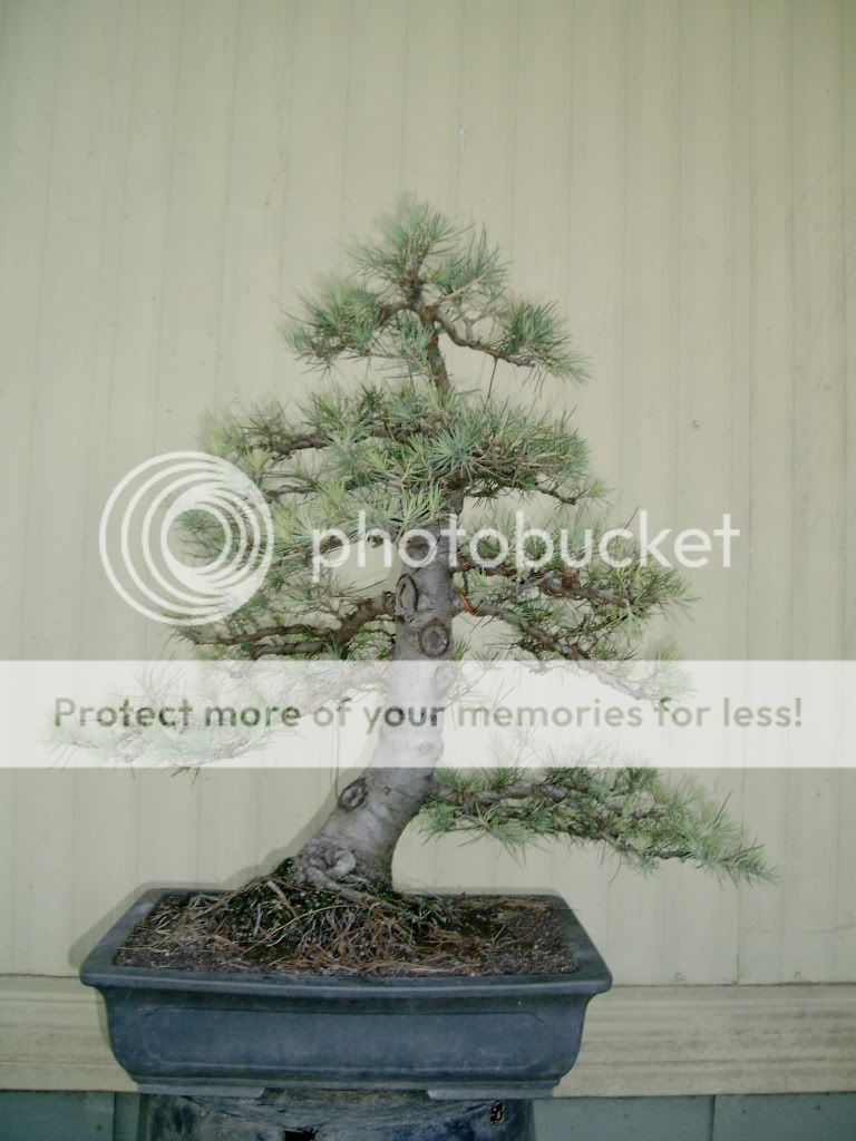 Cedrus Deodara Chop | Bonsai Nut