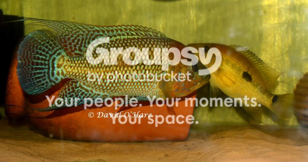 Caquetaia umbrifera 'Rio Magdalena' Wild caught pair spawn ...