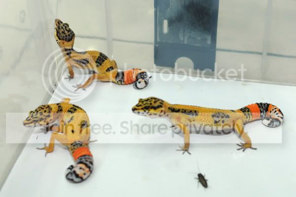 Curly Tail Leopard Gecko ??? | Gecko Forums