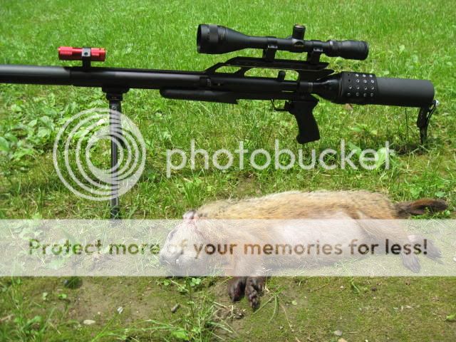 Condor .25 meets 3d Groundhog - Airguns & Guns Forum